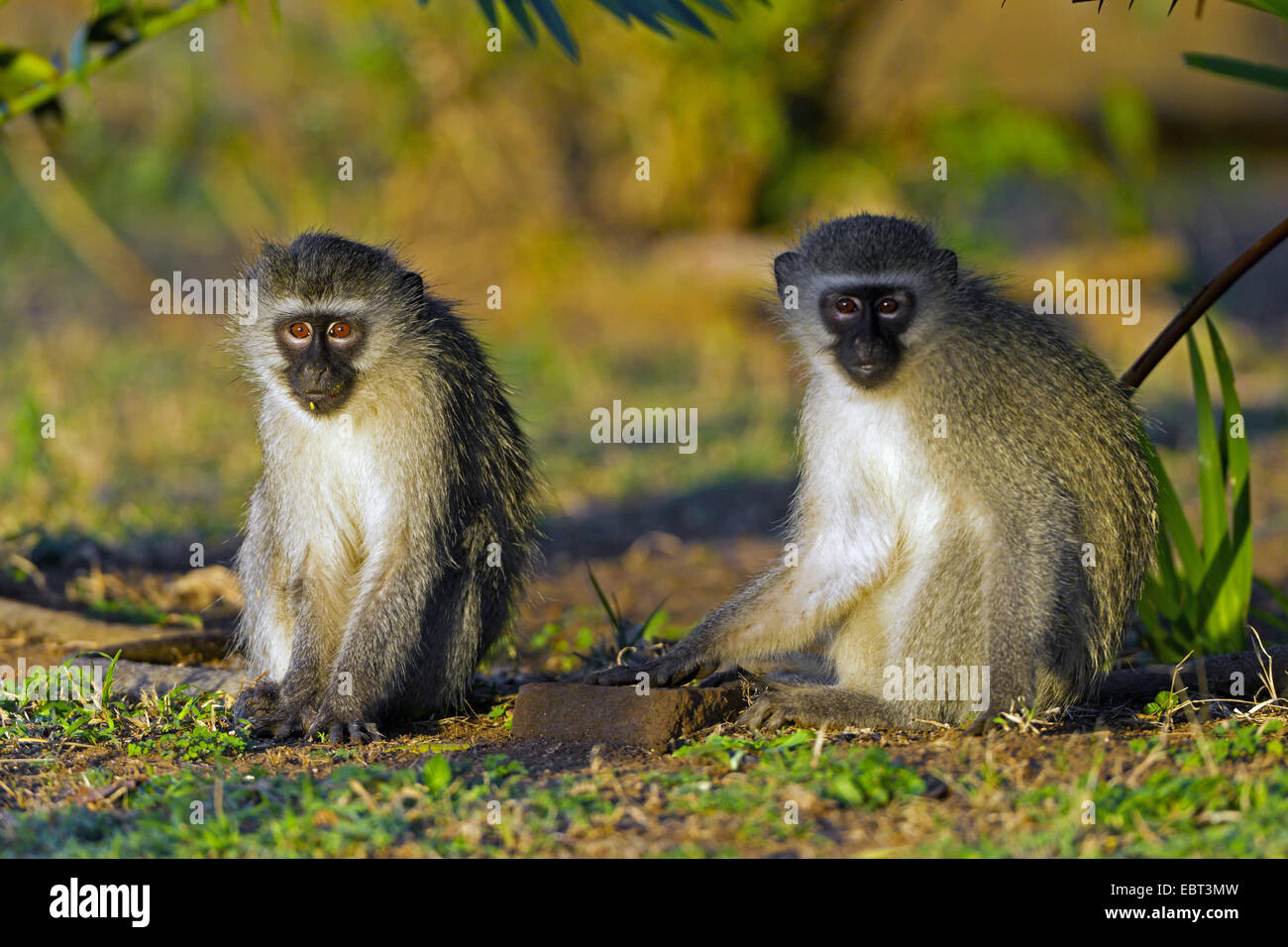 vervet monkey (Cercopithecus pygerythrus, Chlorocebus pygerythrus ...
