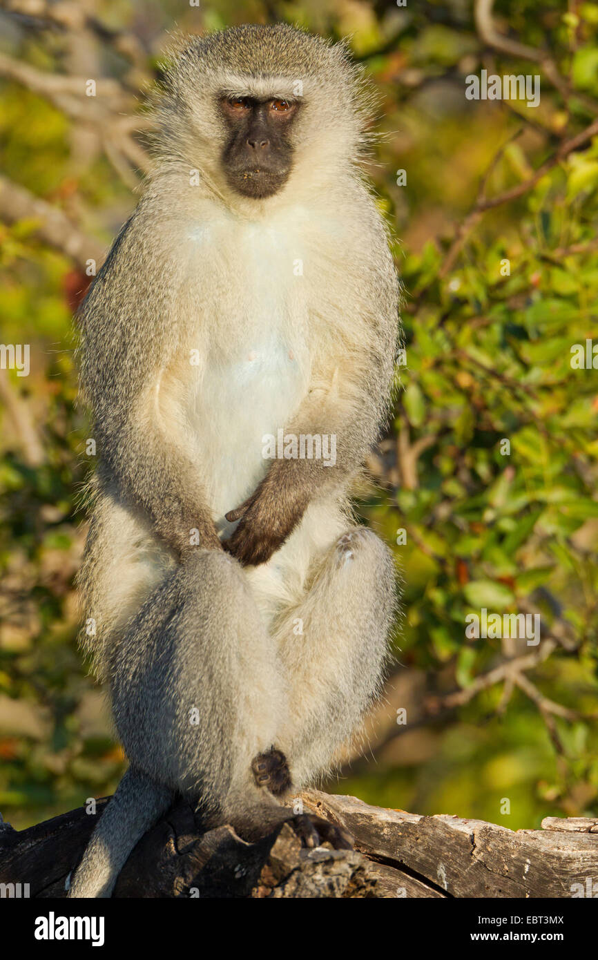 vervet monkey (Cercopithecus pygerythrus, Chlorocebus pygerythrus ...