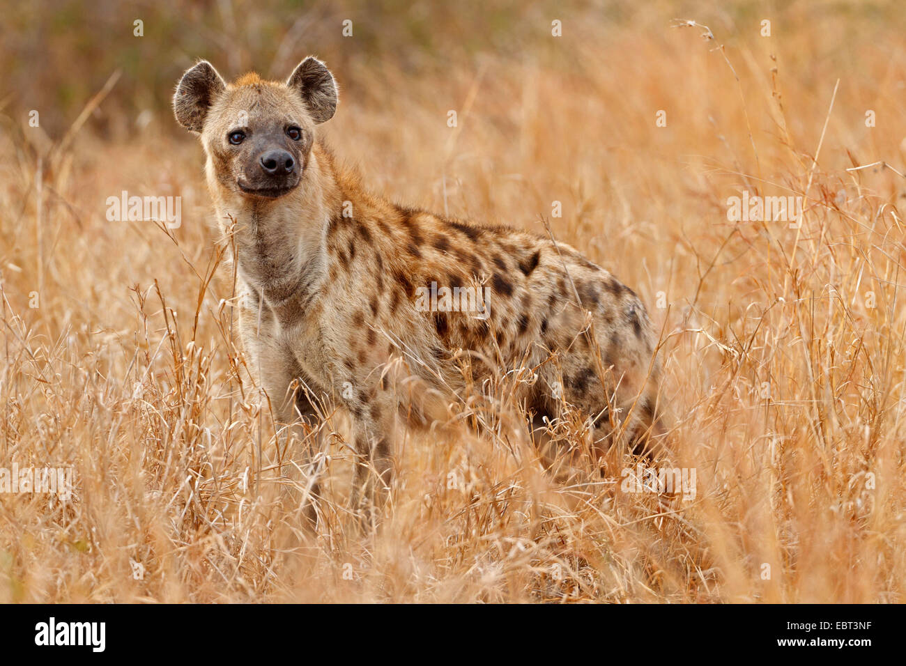 spotted hyena (Crocuta crocuta), standing in dry savanna, South Africa ...