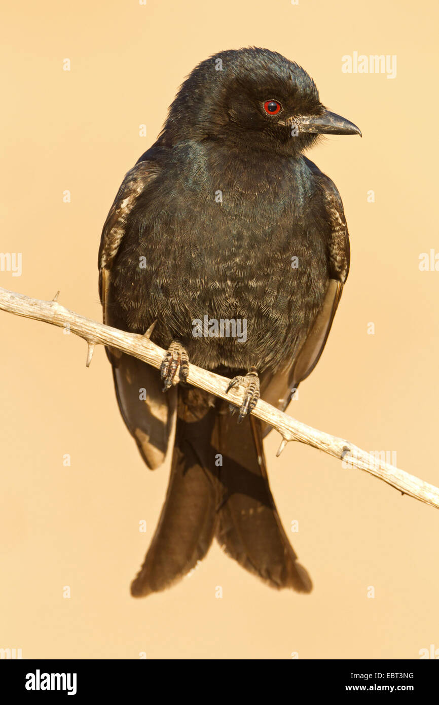 Fork-tailed Drongo, Common Drongo (Dicrurus adsimilis), sitting on a ...