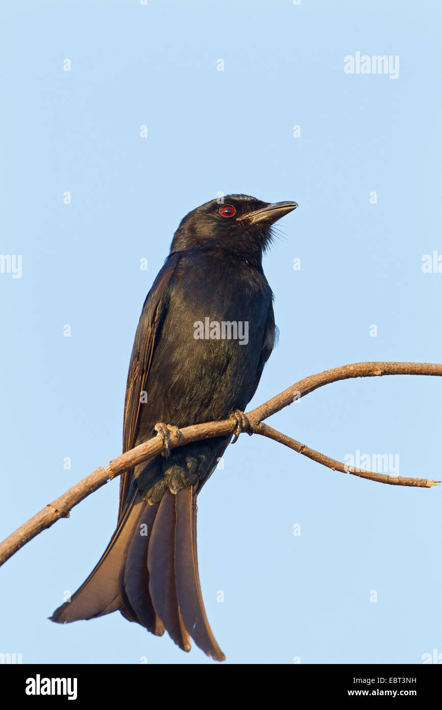 Fork-tailed Drongo, Common Drongo (Dicrurus adsimilis), sitting on a ...
