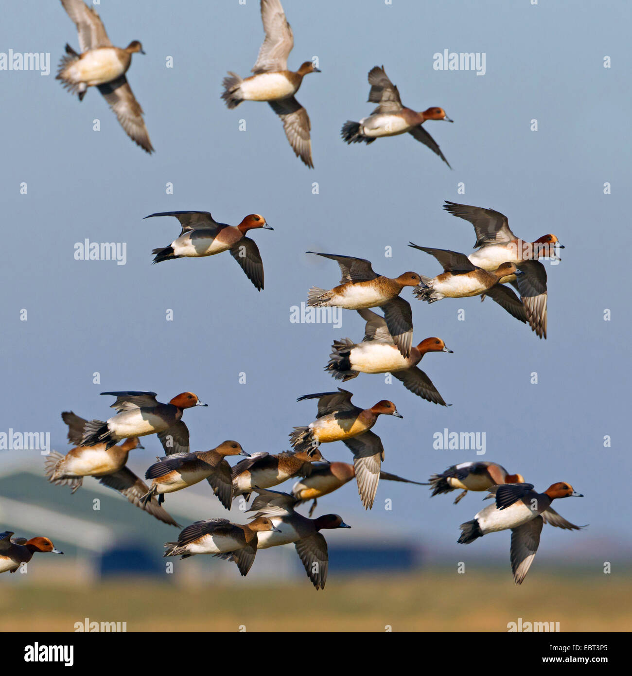 European wigeon (Anas penelope, Mareca penelope), flying, Netherlands ...