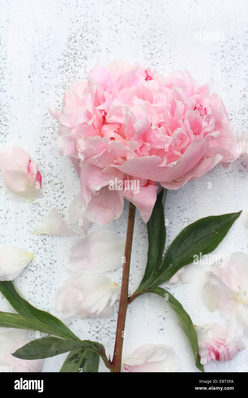 Beautiful pink peonies on white background, still life Stock Photo - Alamy