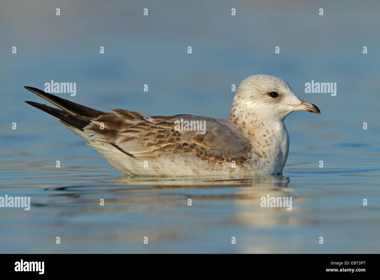 mew gull (Larus canus), swimming, Germany, Baden-Wuerttemberg Stock ...
