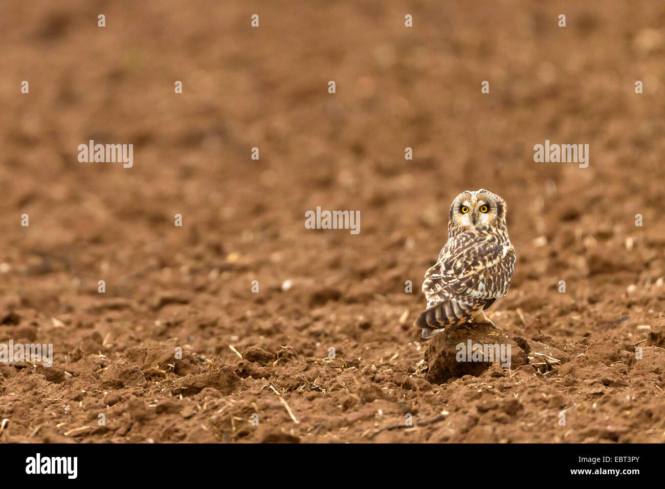 Owl looking backwards hi-res stock photography and images - Alamy