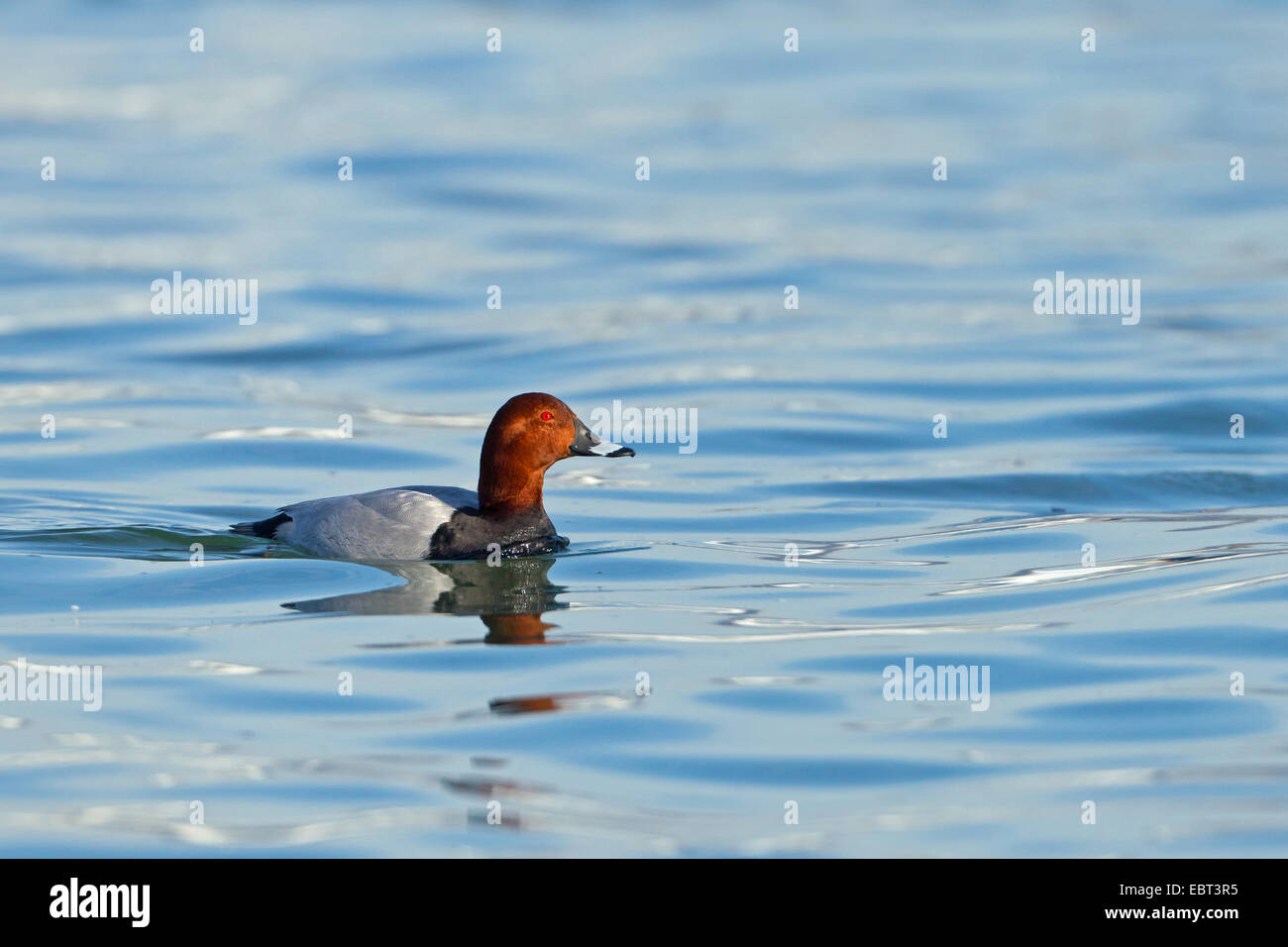 Common aquatic bird hi-res stock photography and images - Alamy