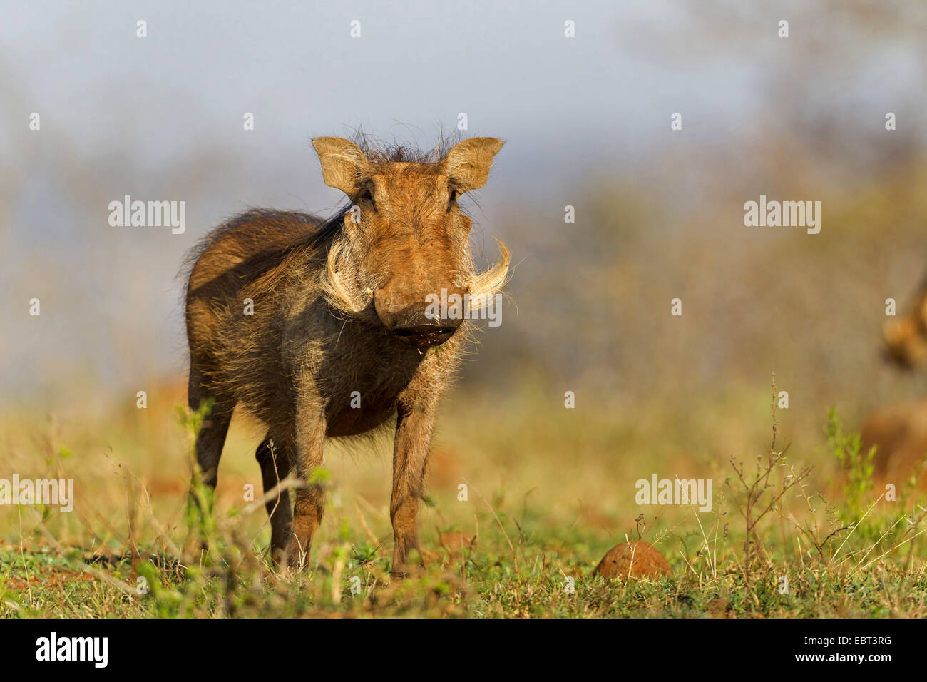 common warthog, savanna warthog (Phacochoerus africanus), standing in ...
