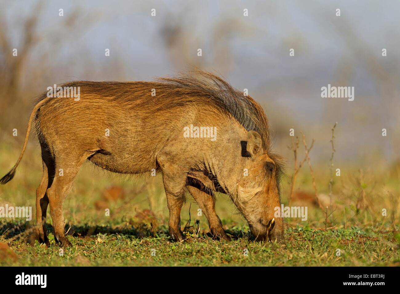 common warthog, savanna warthog (Phacochoerus africanus), on the feed ...