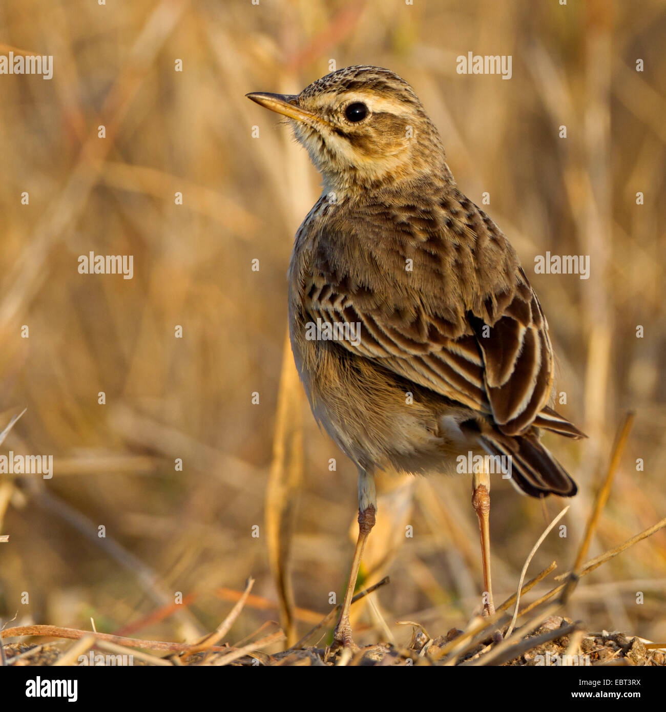 American Pipit Juvenile