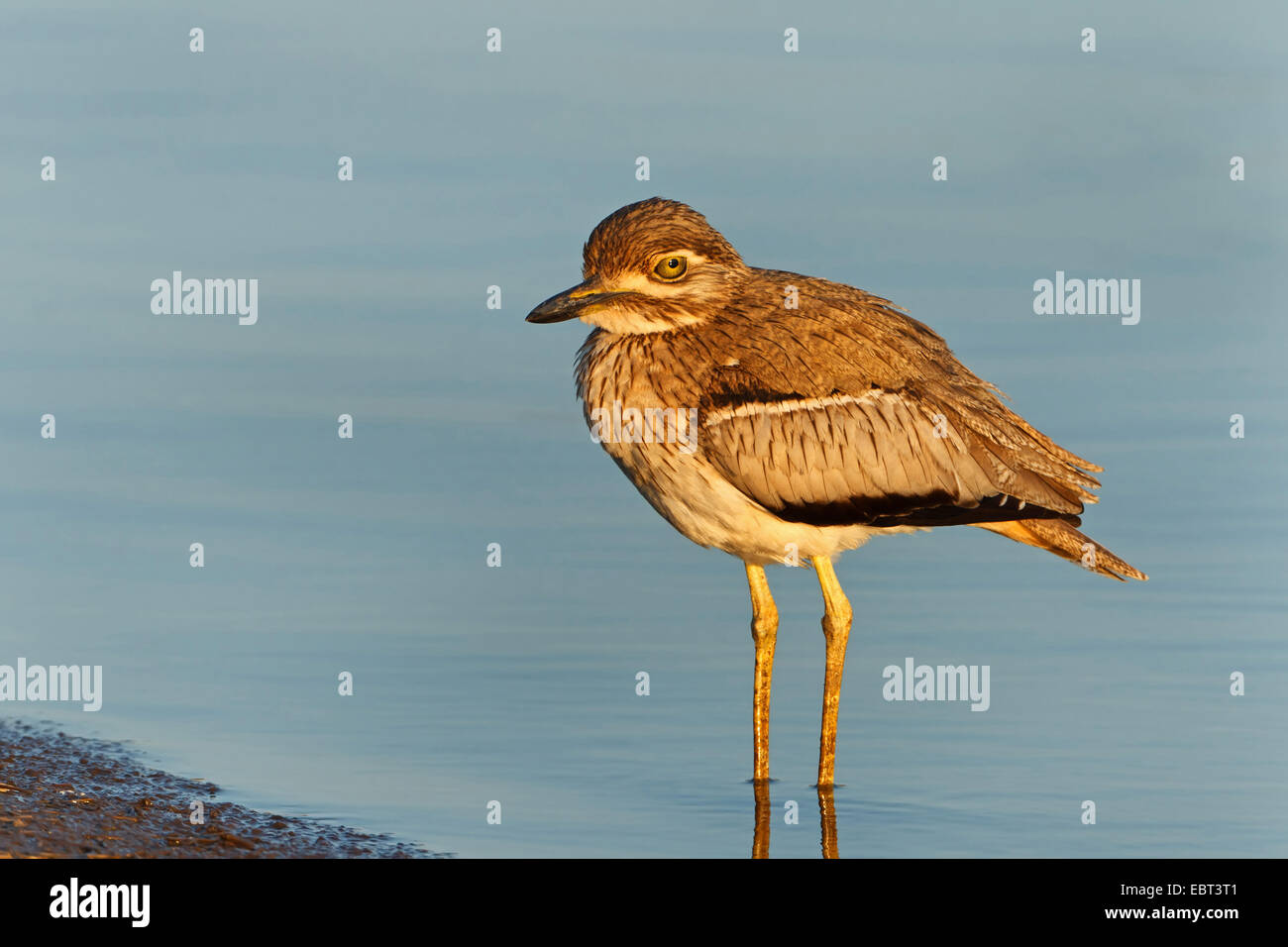 Water dikkops hi-res stock photography and images - Alamy