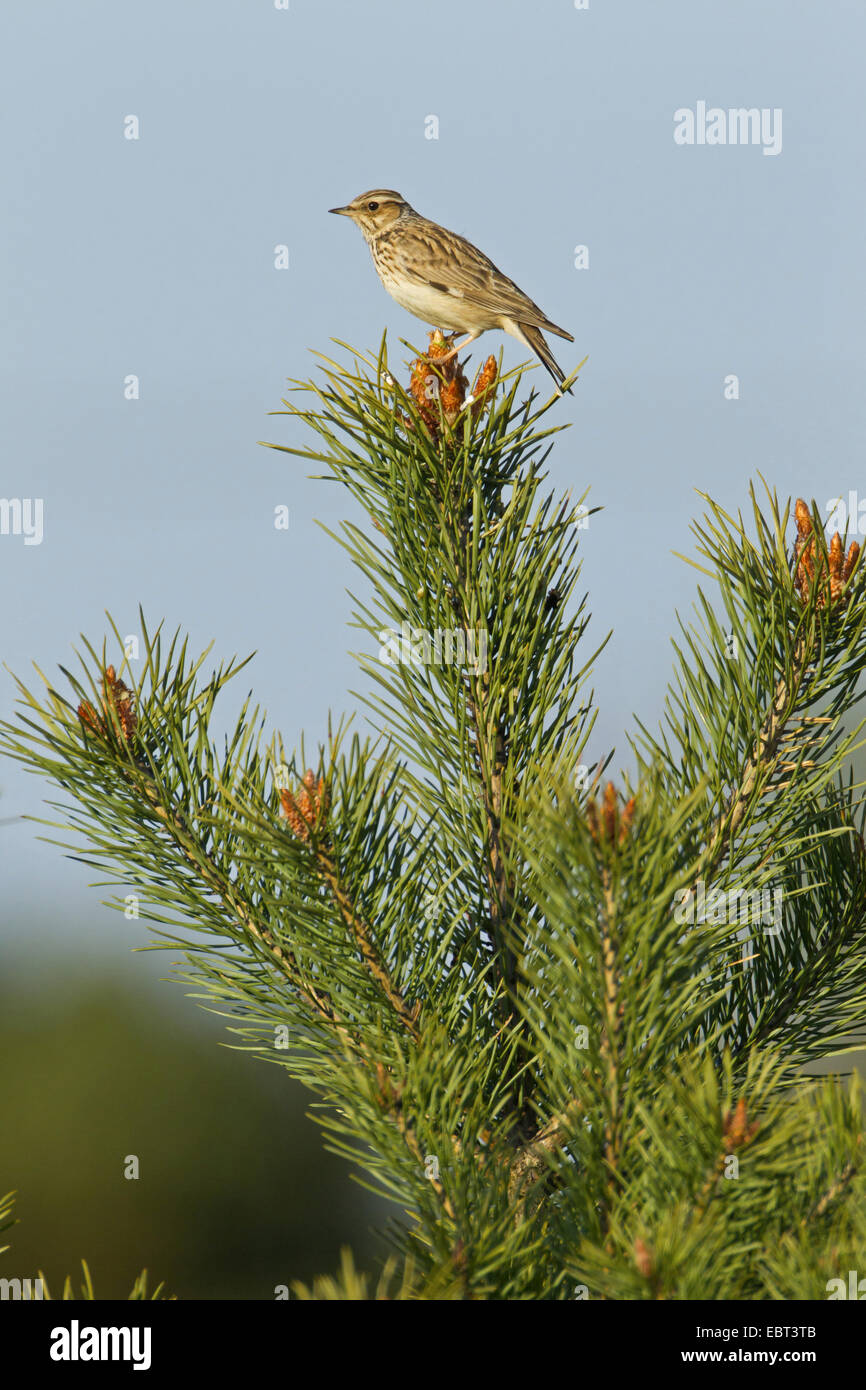 Wood larks hi-res stock photography and images - Alamy