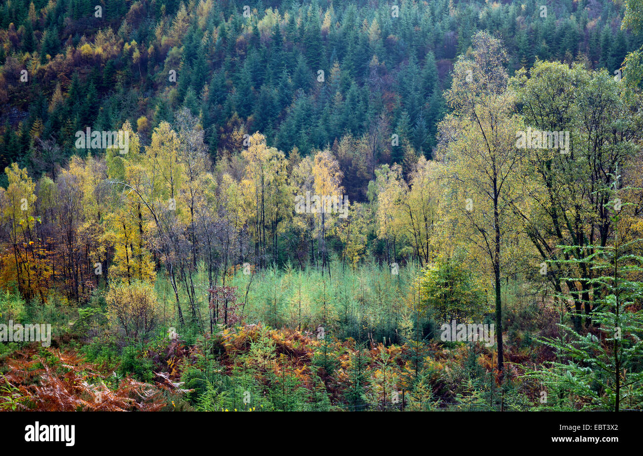 Back to nature, nature reclaiming site of former Hafna mine at Nant ...