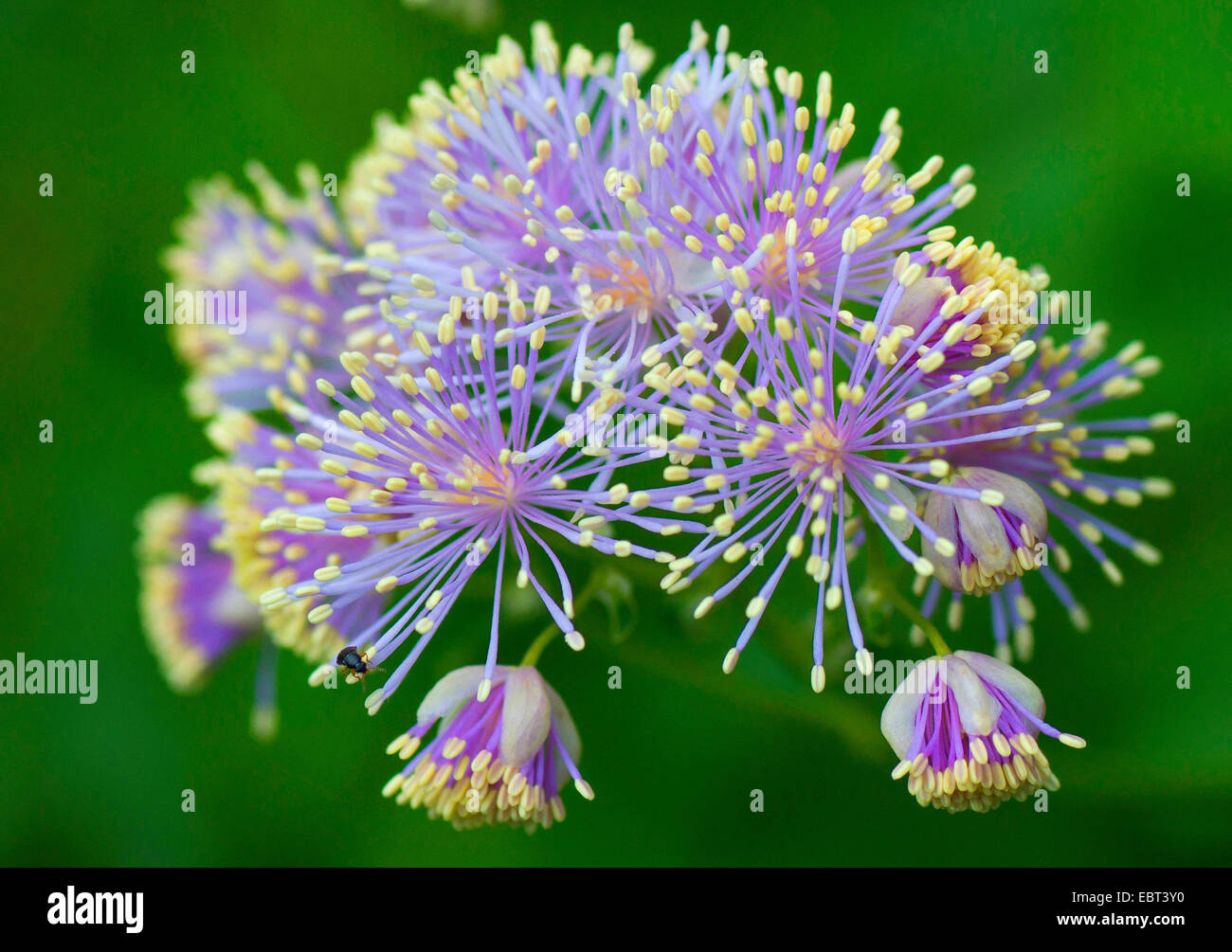 Greater meadow-rue, Columbine meadow-rue, French meadow-rue (Thalictrum ...