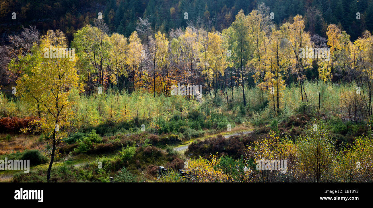 Back to nature, nature reclaiming site of former Hafna mine at Nant ...