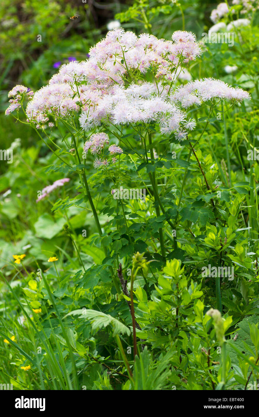 Greater meadow-rue, Columbine meadow-rue, French meadow-rue (Thalictrum ...