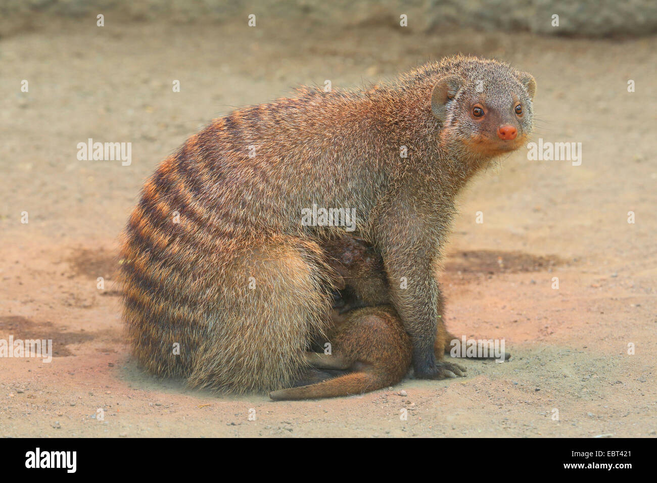 Zebra Mongooses High Resolution Stock Photography and Images - Alamy