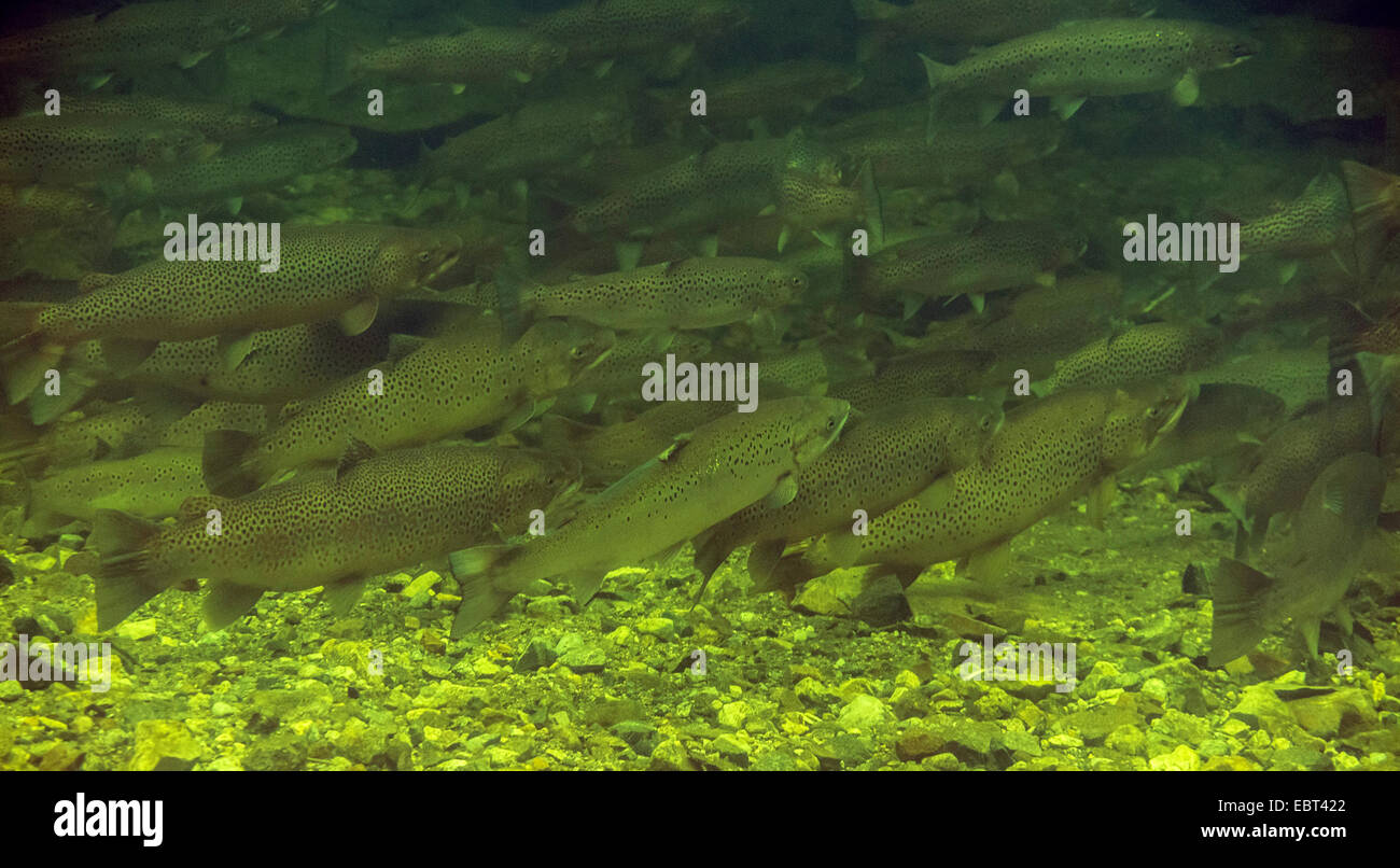 Brown trout, Sea trout, Atlantic trout (Salmo trutta trutta), fish ...