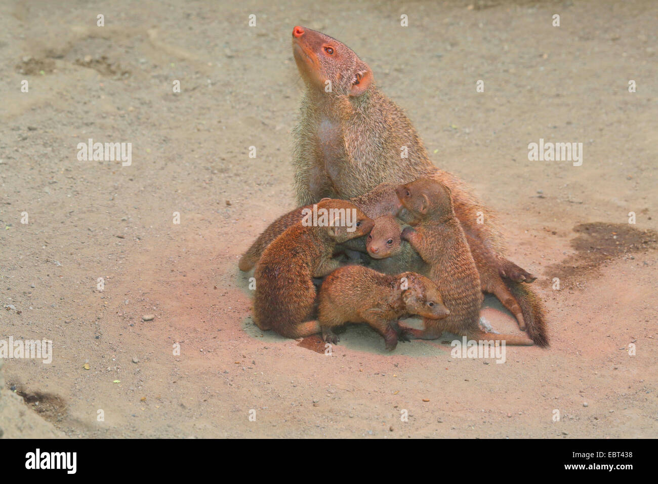 banded mongoose, zebra mongoose (Mungos mungo), female with infants ...