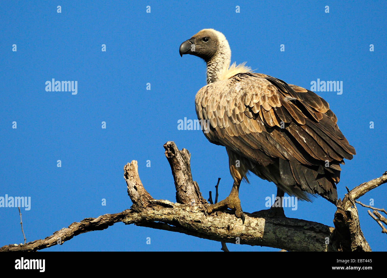 African white-backed vulture (Gyps africanus), sitting on a dead branch ...