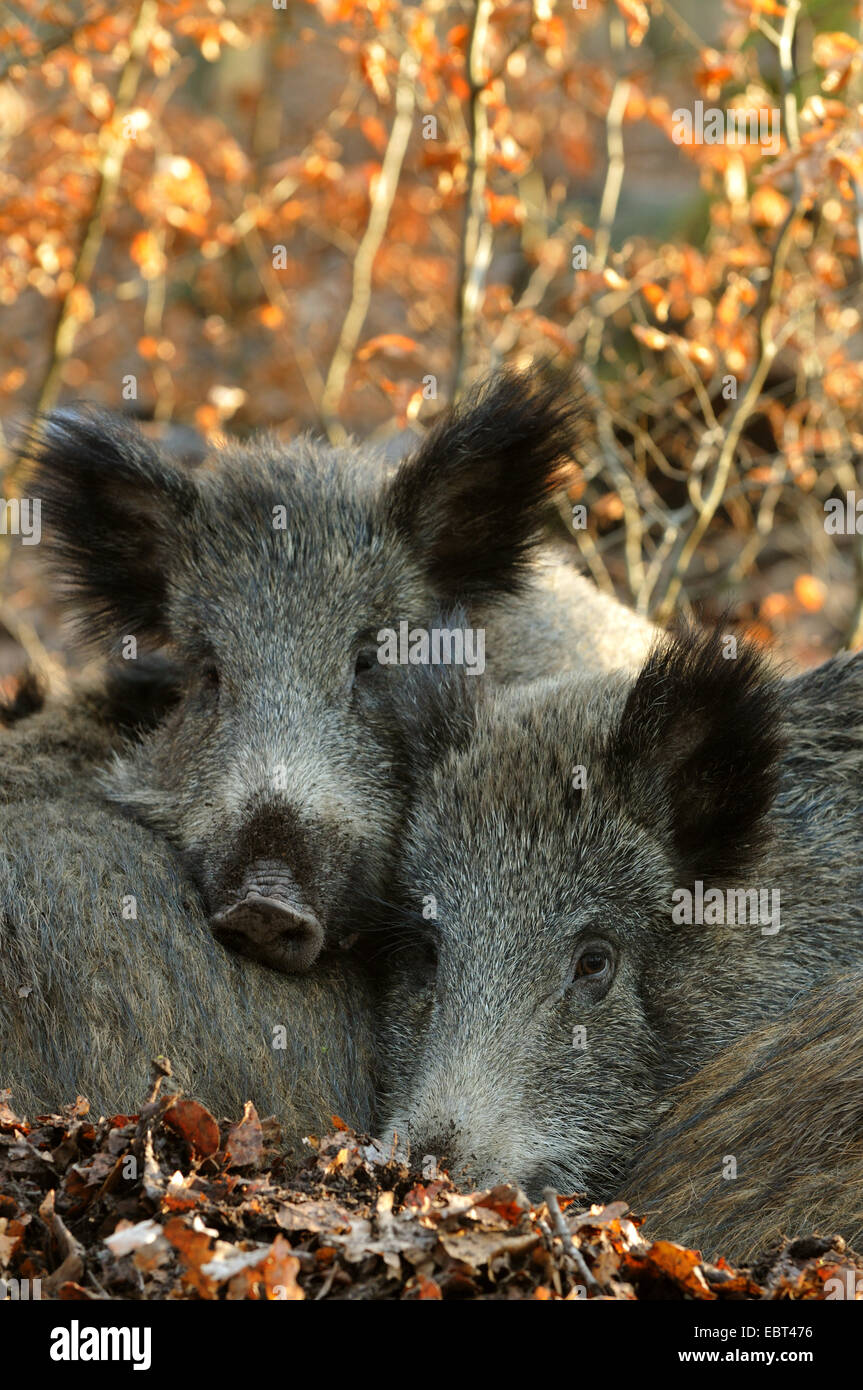 wild boar, pig, wild boar (Sus scrofa), two wild boars lying close ...