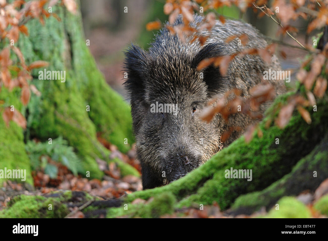 wild boar, pig, wild boar (Sus scrofa), searching food at mossy tree ...
