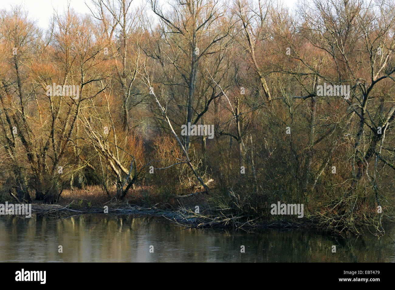 wetland in winter, Germany, North Rhine-Westphalia Stock Photo - Alamy