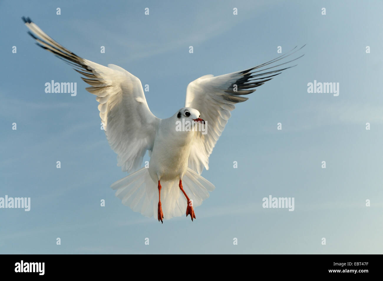 Wings stretched out hi-res stock photography and images - Alamy