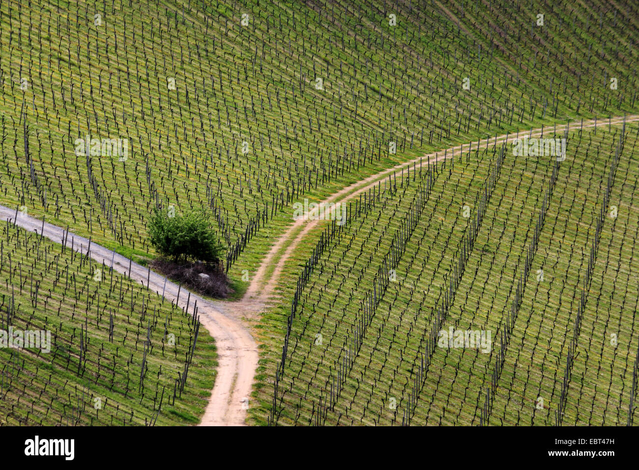 Vertical View Rows Vines In High Resolution Stock Photography and ...