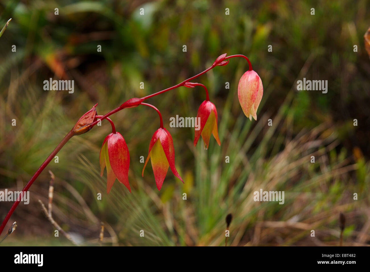 sun pitcher (Heliamphora spec.), inflorescence, Venezuela, Canaima ...