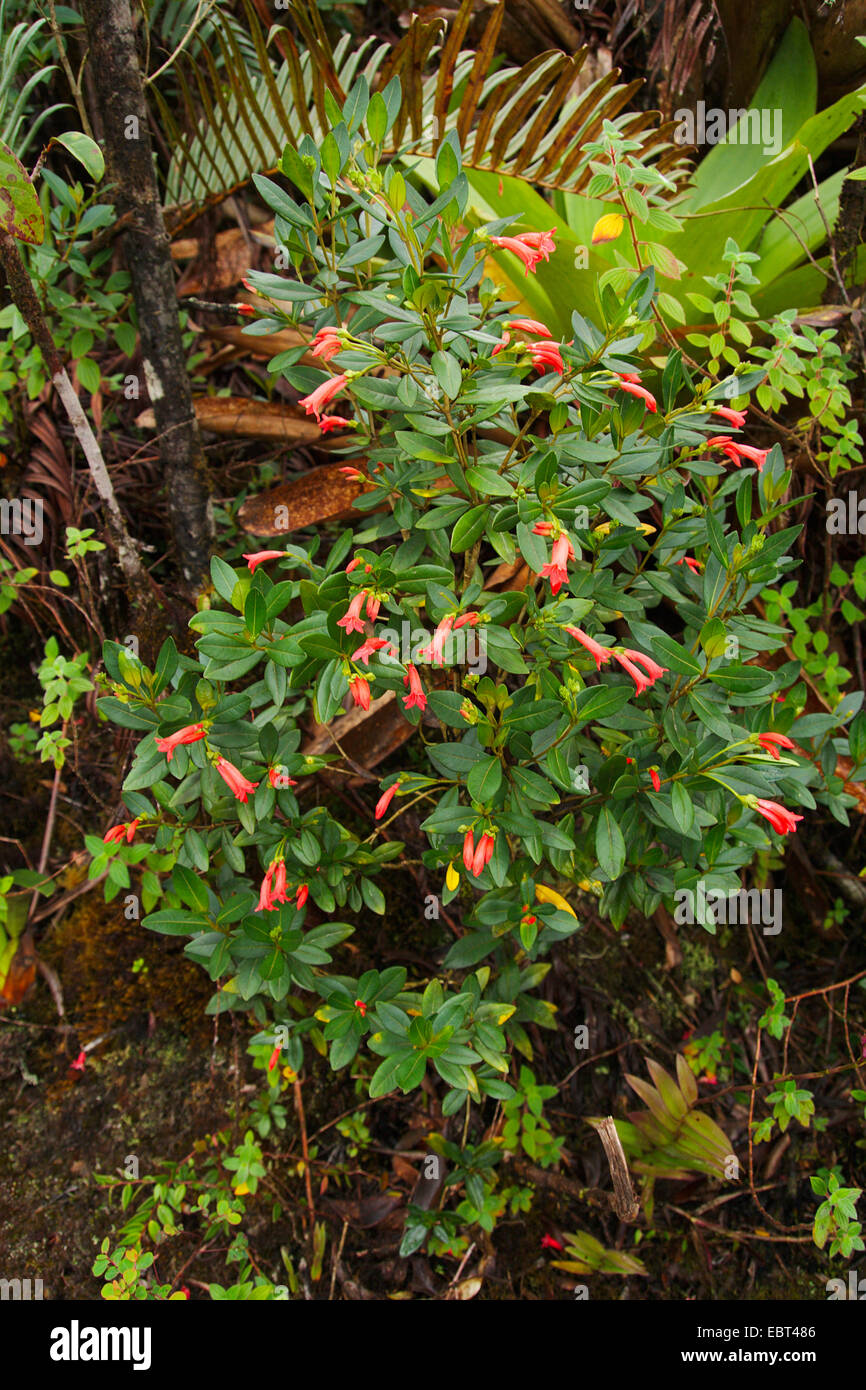 blooming bush in the cloud forest of Roraima Tepui, Venezuela, Canaima ...