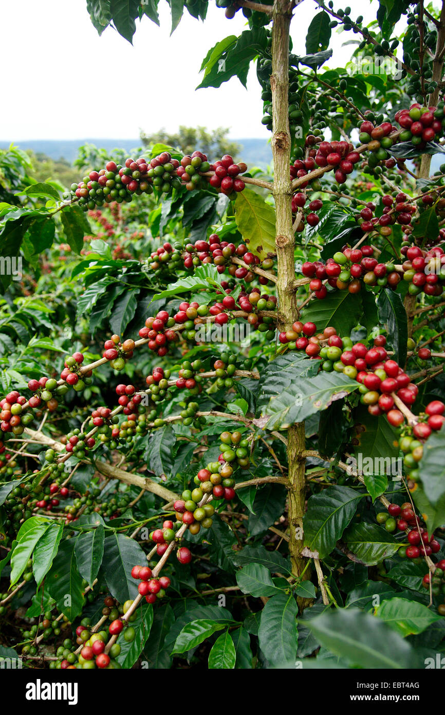 Arabian coffee (Coffea arabica), fruiting branches, Colombia Stock ...