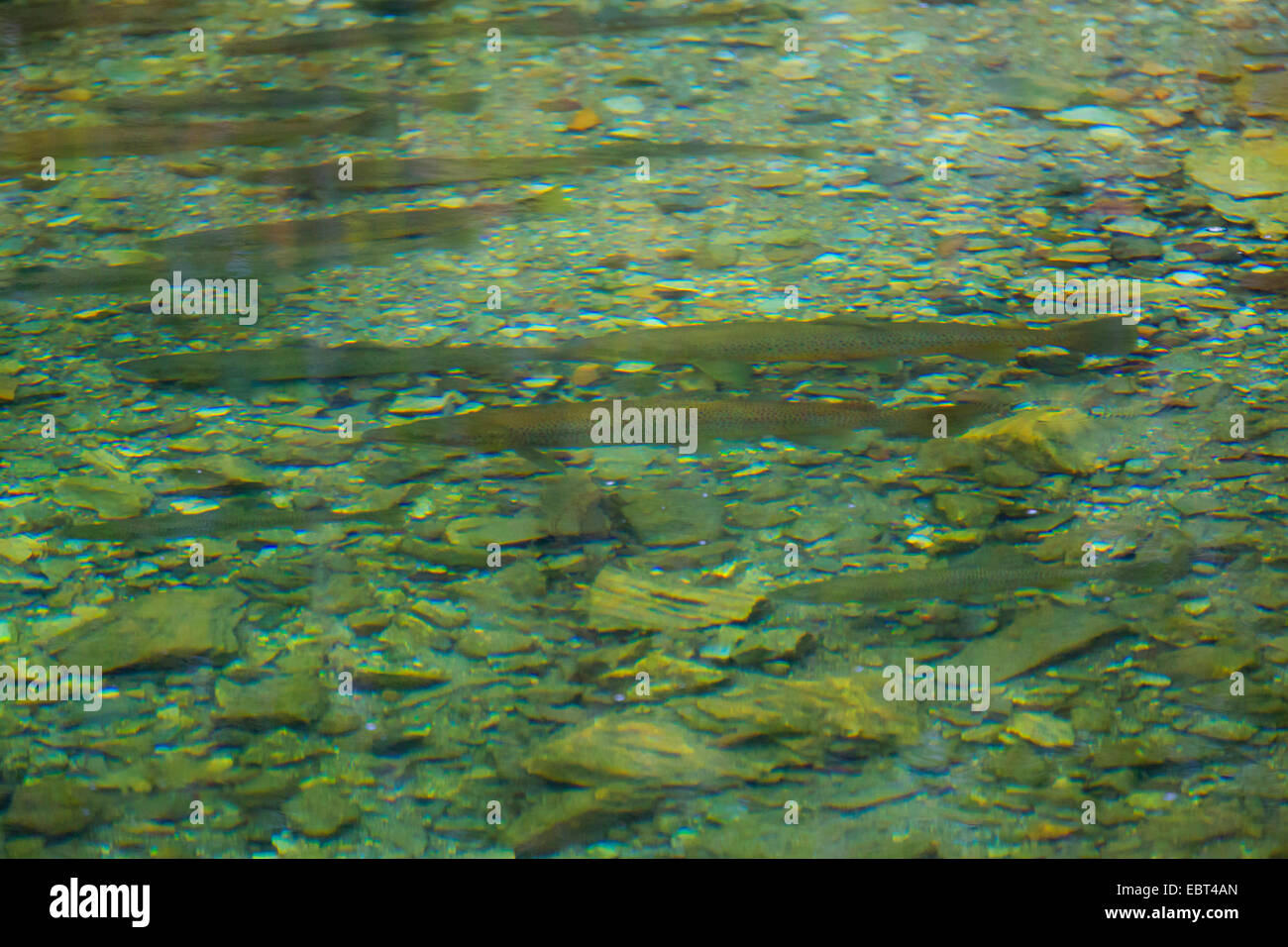 Brown trout, Sea trout, Atlantic trout (Salmo trutta trutta), fish ...