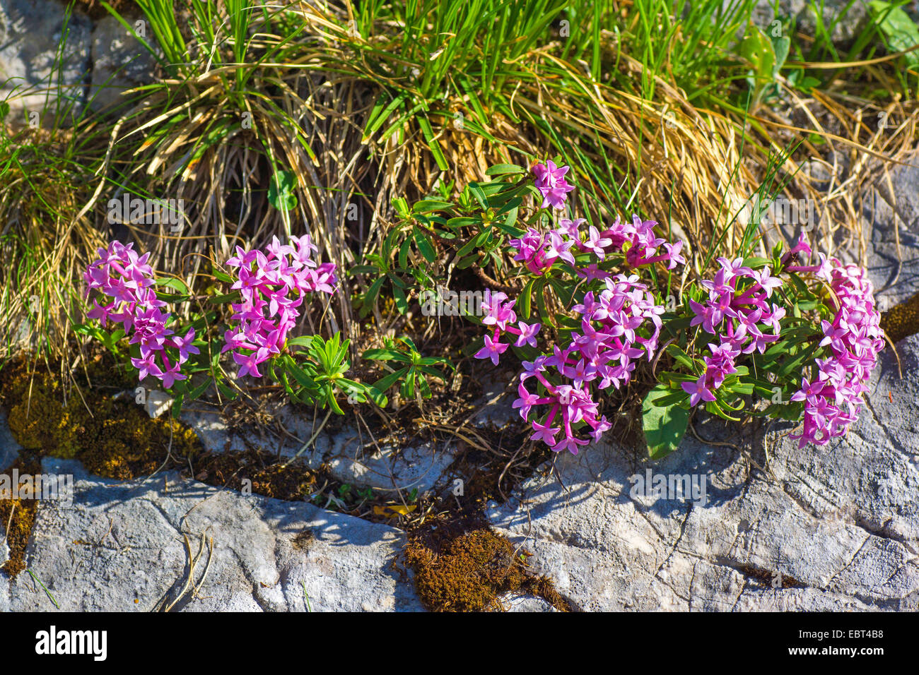 spurge laurel (Daphne striata), blooming, Italy, South Tyrol, Dolomiten ...