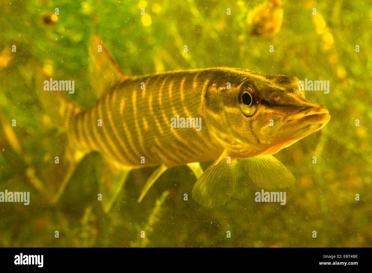 pike, northern pike (Esox lucius), juvenil, side view Stock Photo - Alamy