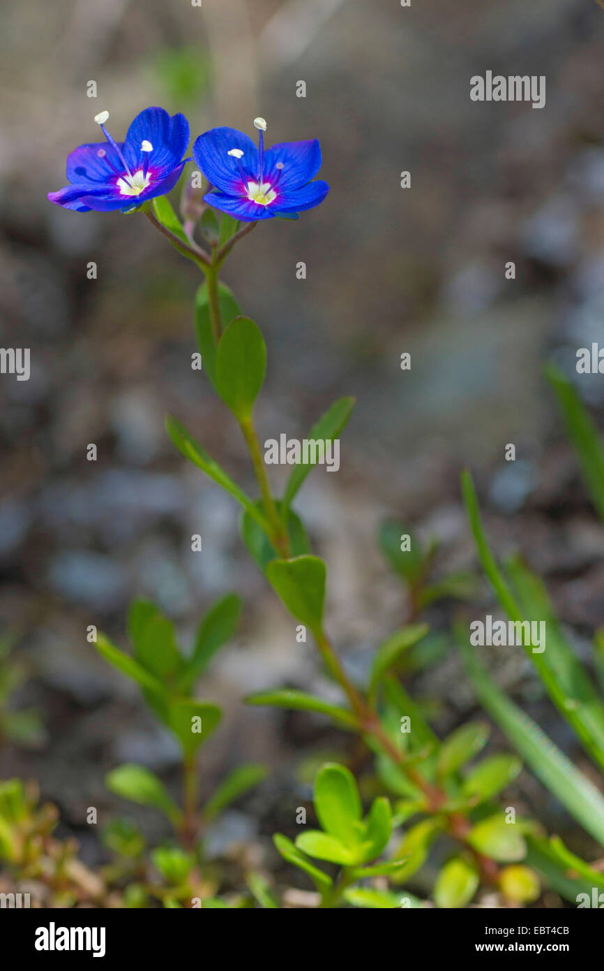 Rock speedwell (Veronica fruticans), blooming, Italy, South Tyrol ...