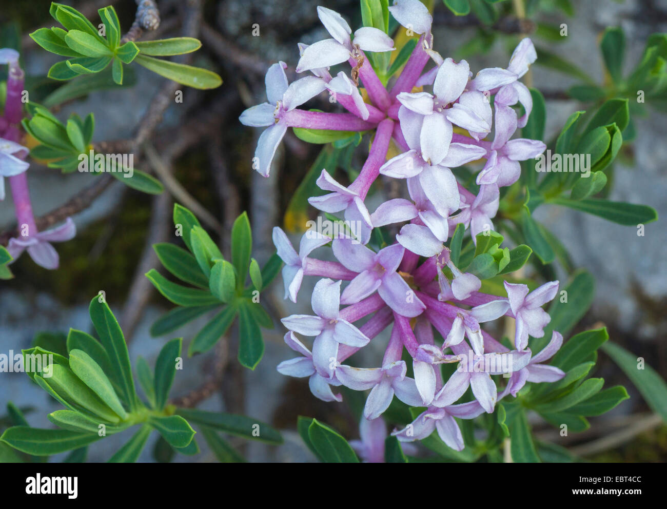 spurge laurel (Daphne striata), blooming, Italy, South Tyrol, Dolomiten ...