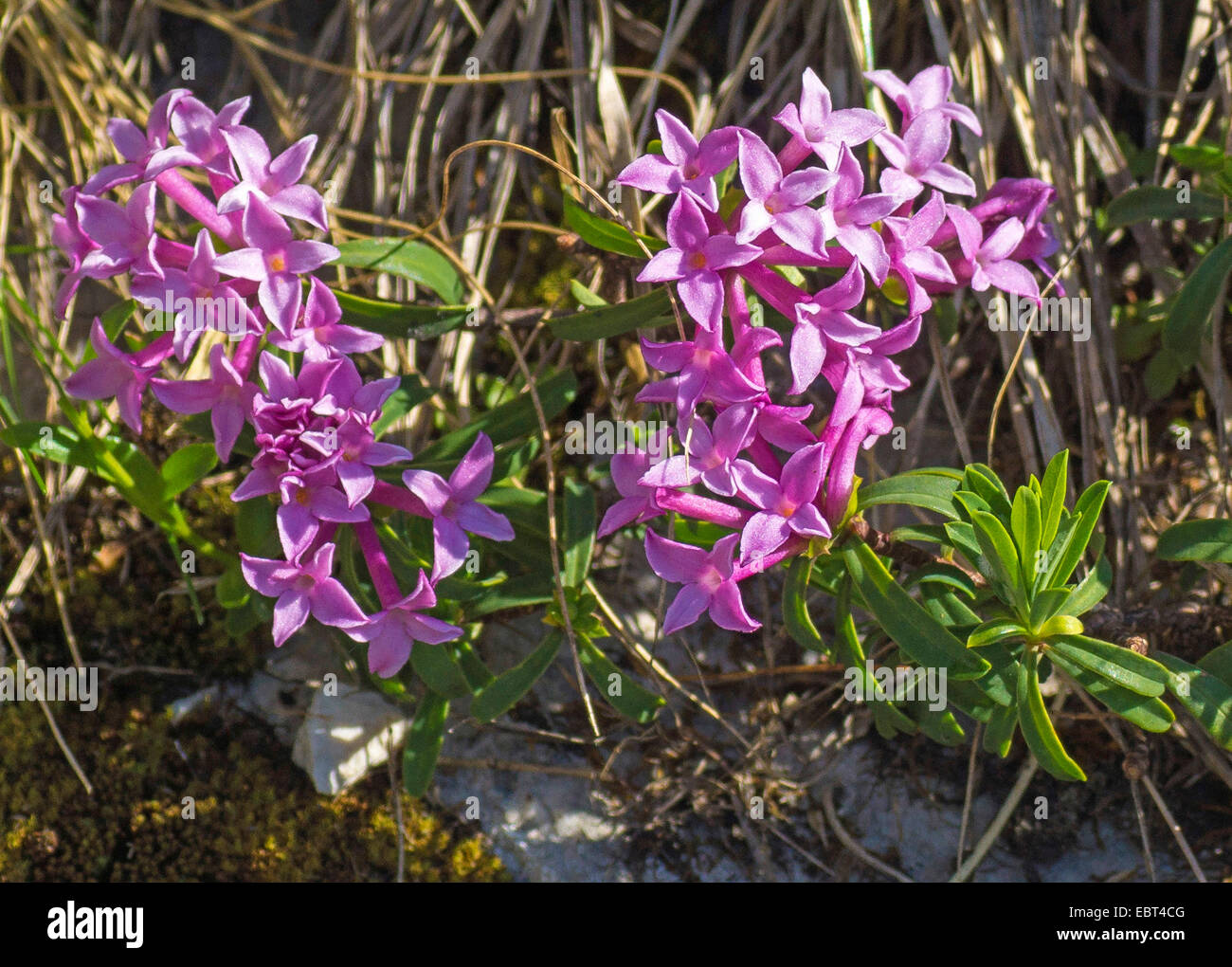 spurge laurel (Daphne striata), blooming, Italy, South Tyrol, Dolomiten ...