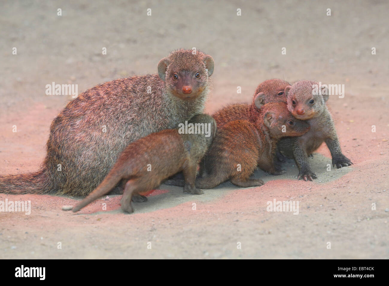 banded mongoose, zebra mongoose (Mungos mungo), female with infants ...