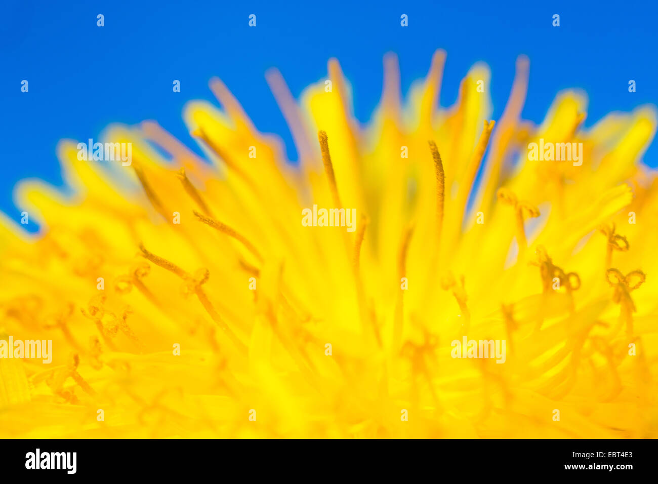 common dandelion (Taraxacum officinale), detail of inflorescence with ...