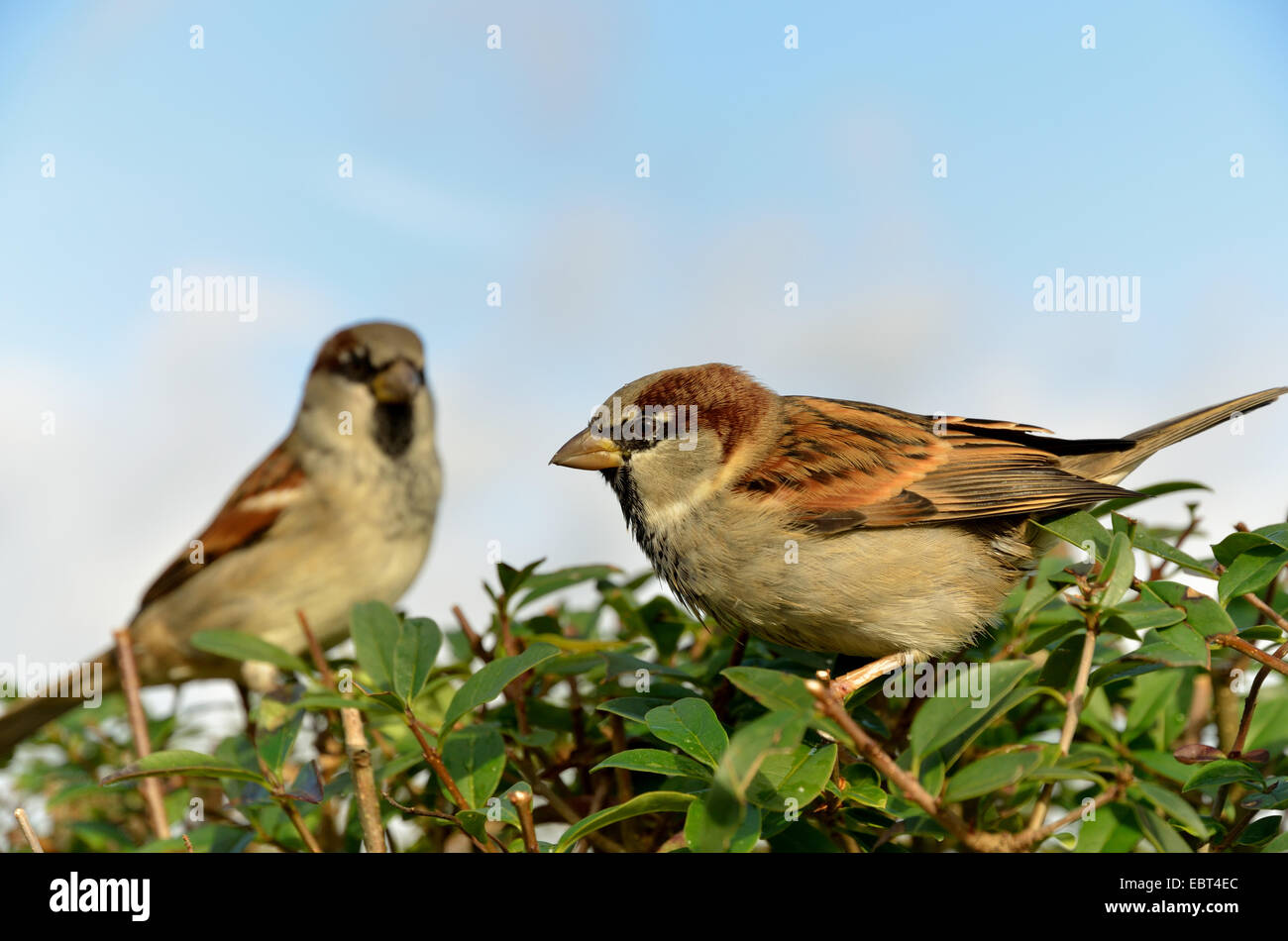 house sparrow (Passer domesticus), two sparrows on a hegde, Germany ...