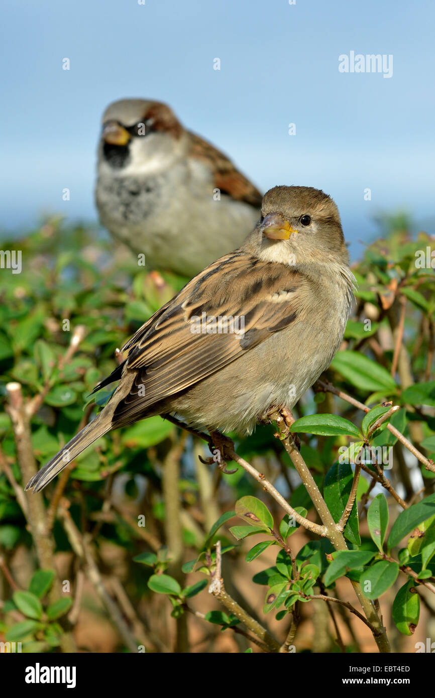 Hegde sparrow hi-res stock photography and images - Alamy