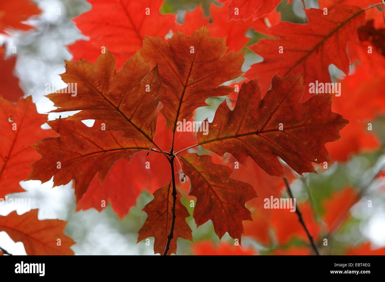 Quercus rubra autumn colour hi-res stock photography and images - Alamy