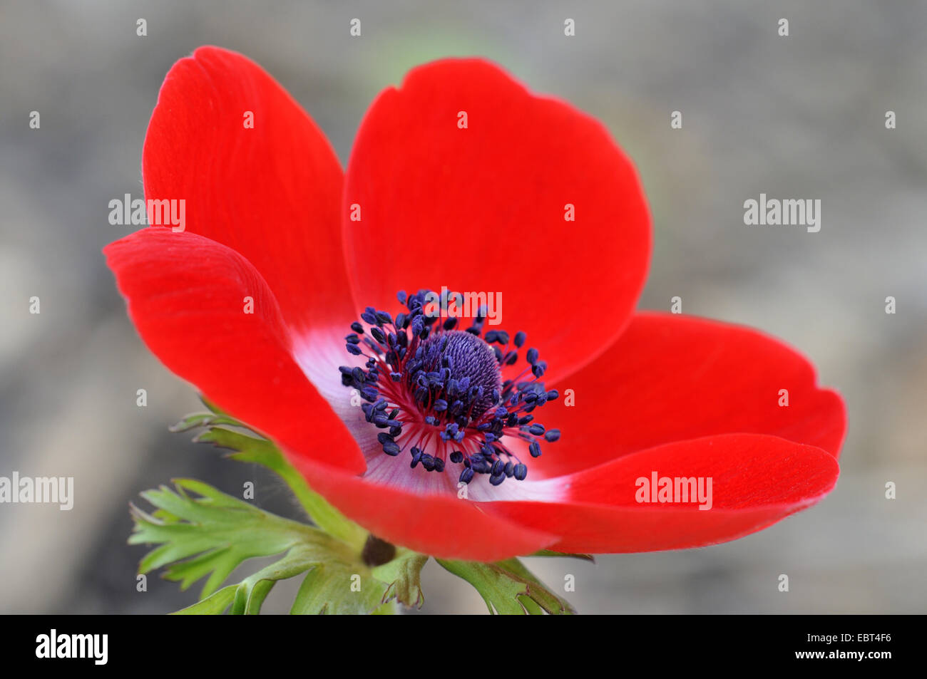 poppy anemone (Anemone coronaria), flower Stock Photo - Alamy