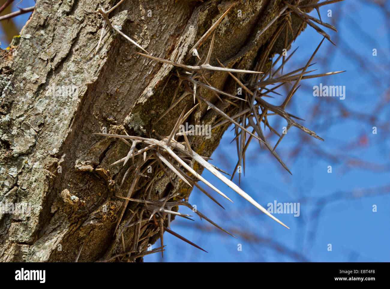 Locust Thorn Treatment