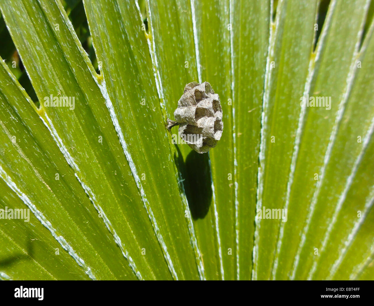 Wasp nest at a palm leaf hi-res stock photography and images - Alamy