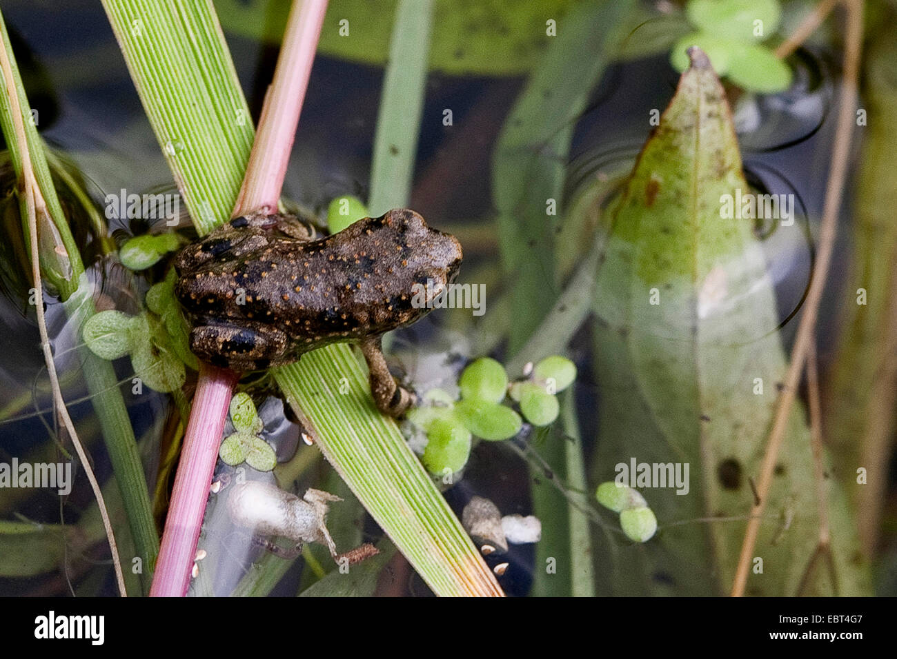 Green toad, Variegated toad (Bufo viridis), sitting o a sprout, Germany ...