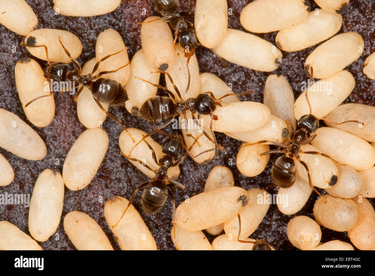 brown ant (Lasius brunneus), nest with eggs, Germany Stock Photo - Alamy