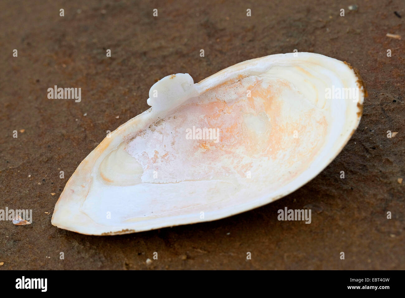 sand gaper, soft-shelled clam, softshell clam, large-neck clam, steamer ...