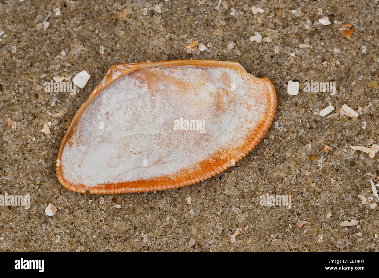 banded wedge clam, Banded Donax, banded wedge-shell (Donax vittatus ...