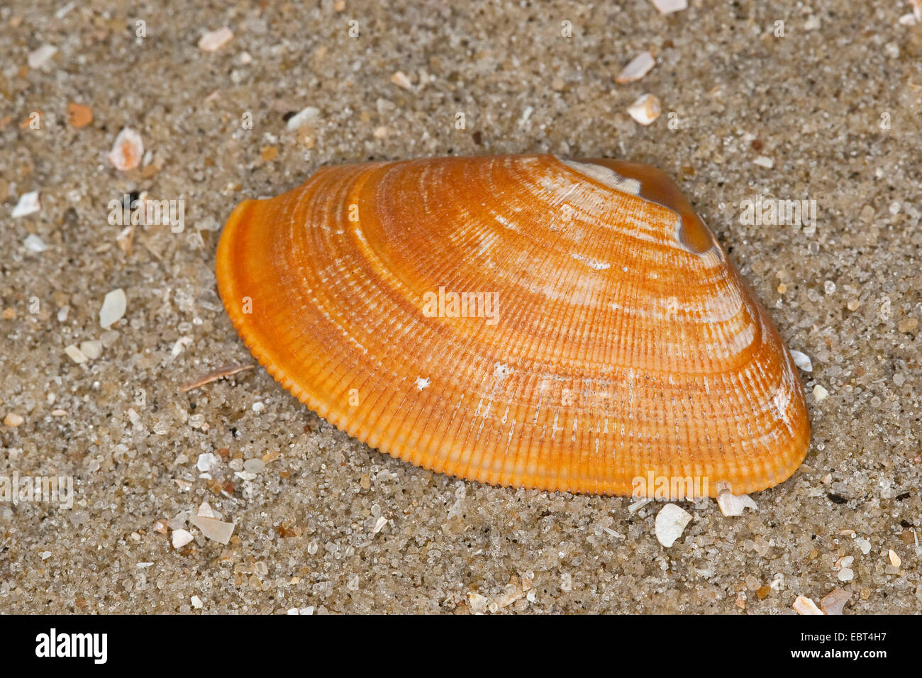 banded wedge clam, Banded Donax, banded wedge-shell (Donax vittatus ...